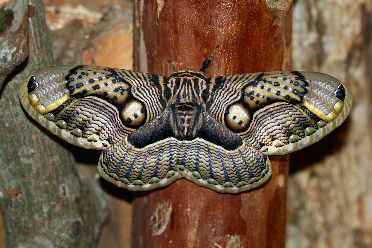 Top 10 Most Beautiful Moths In The World - NSNBC