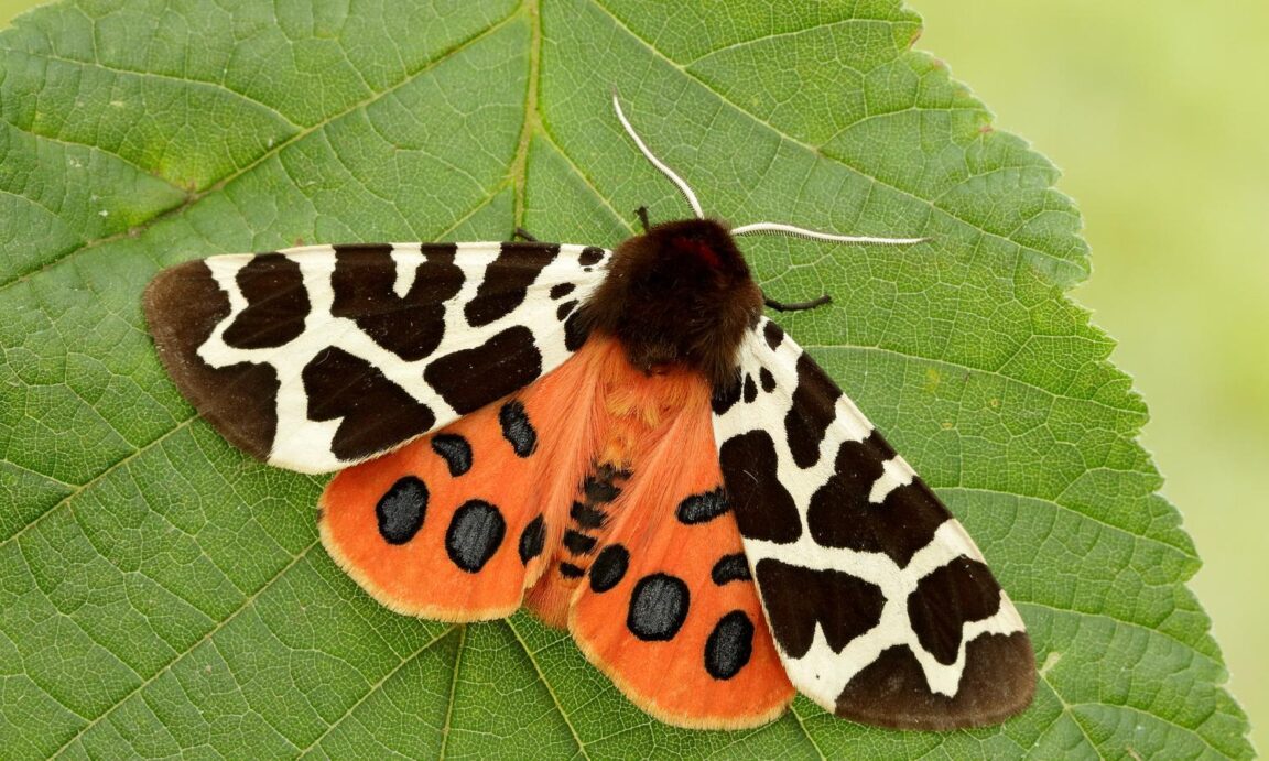 Top 10 Most Beautiful Moths In The World - NSNBC