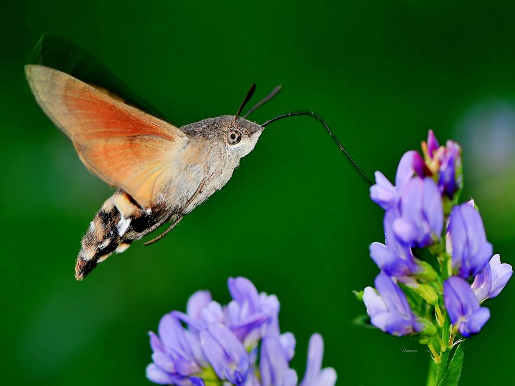 Top 10 Most Beautiful Moths In The World - NSNBC