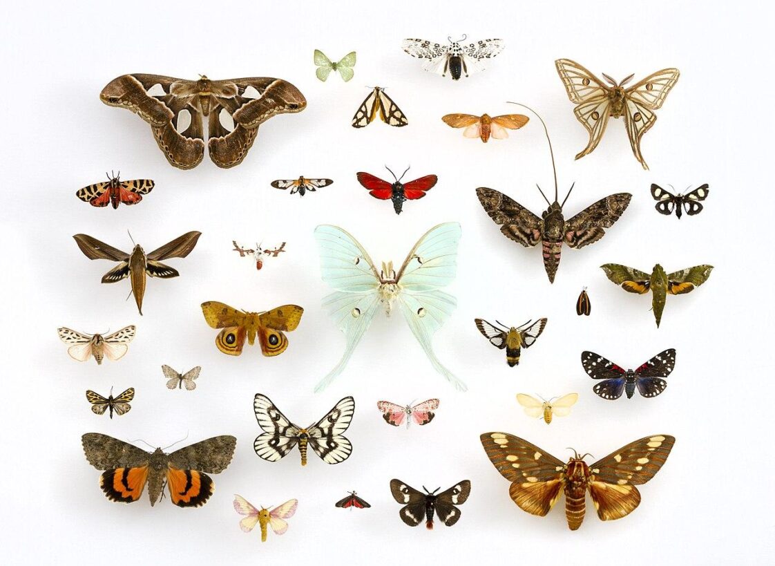 Top 10 Most Beautiful Moths In The World - NSNBC