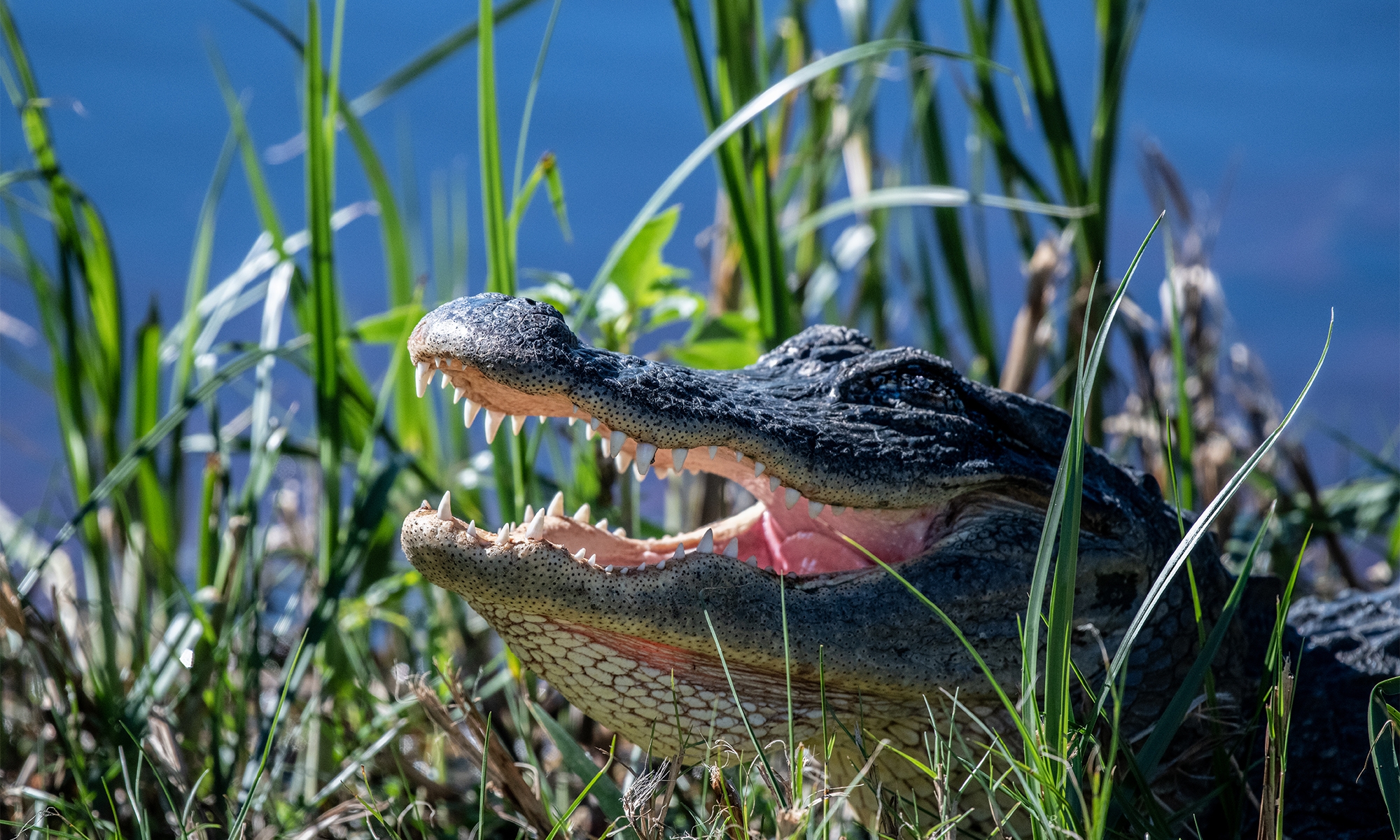 Top 10 Animals With Strongest Bite Force - NSNBC