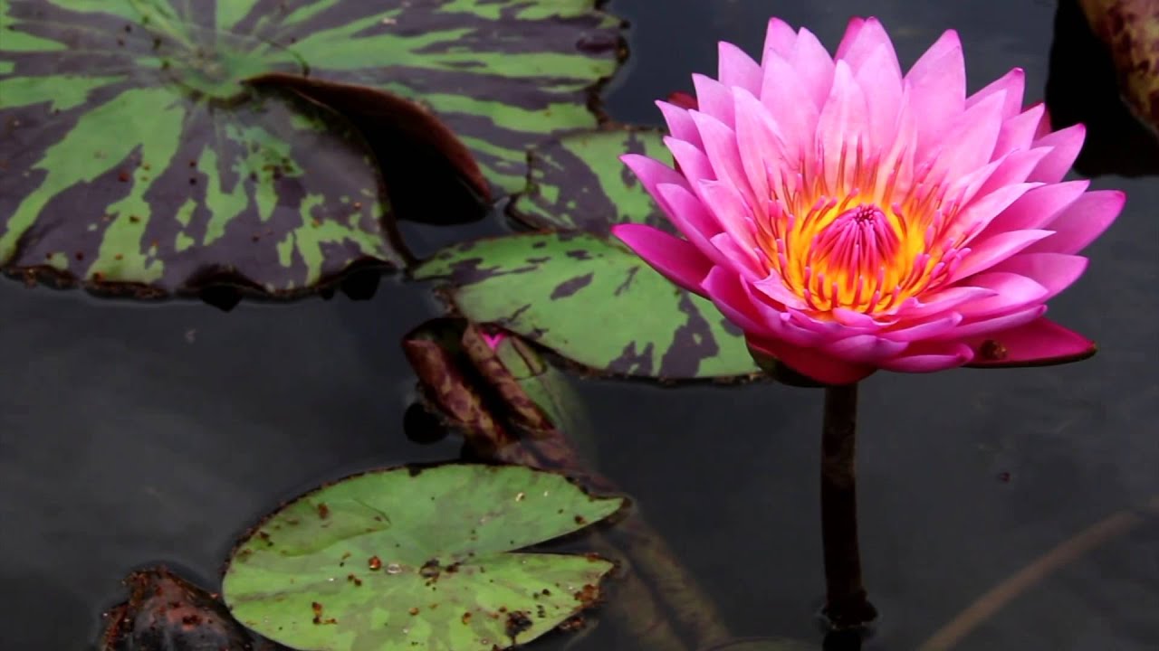 Top 10 Beautiful Night Blooming Flowers That Will Mesmerize You - NSNBC