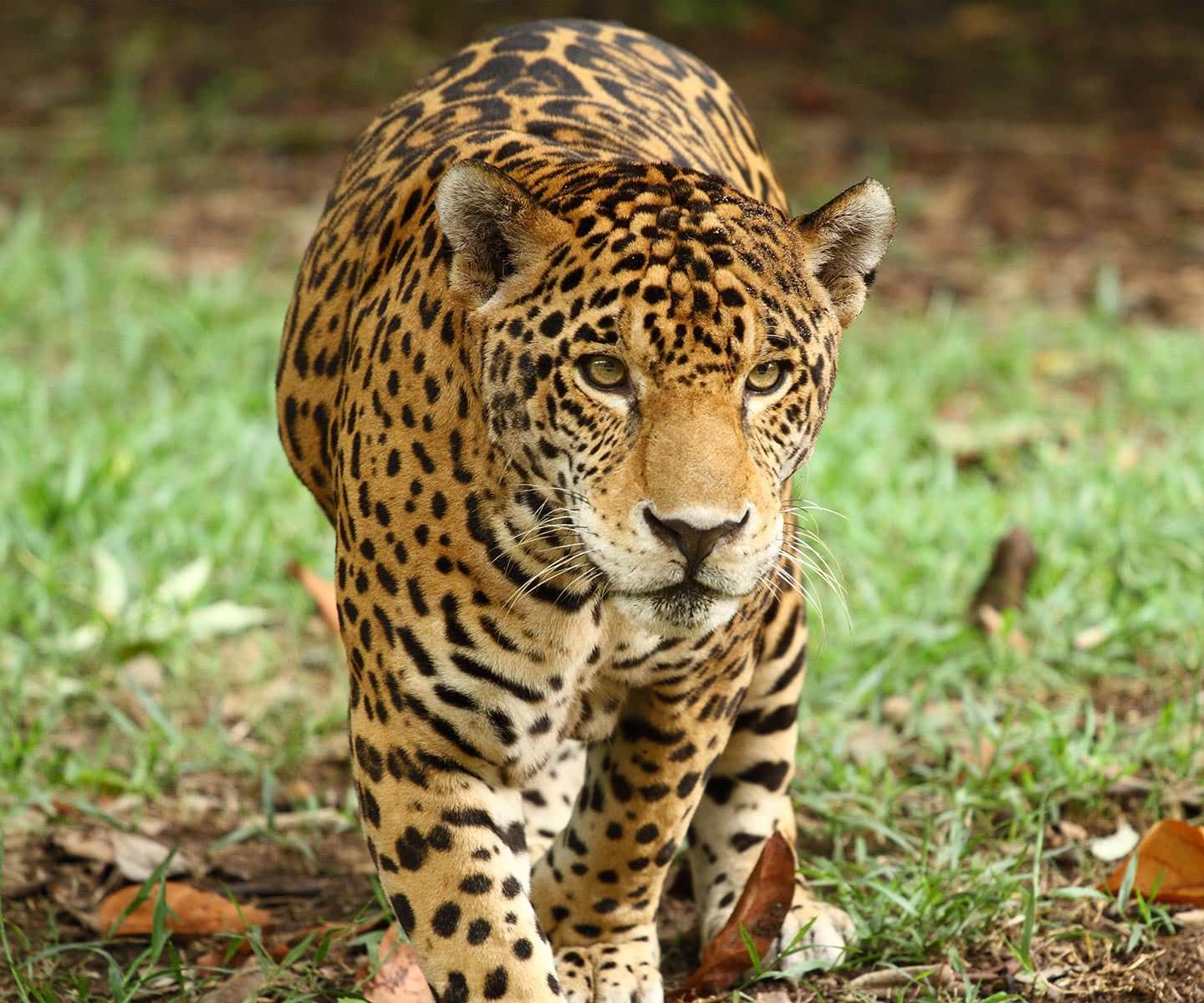 Top 10 Animals With Strongest Bite Force - NSNBC