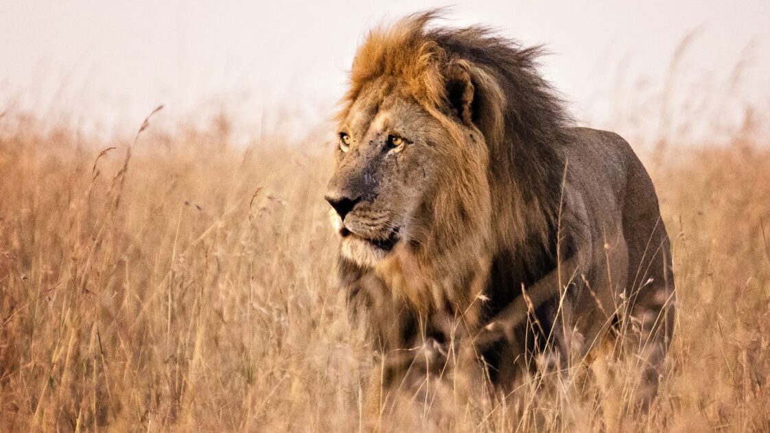 Top 10 Animals With Strongest Bite Force - NSNBC