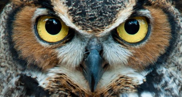 Top 10 Animals With Incredible Hearing - NSNBC