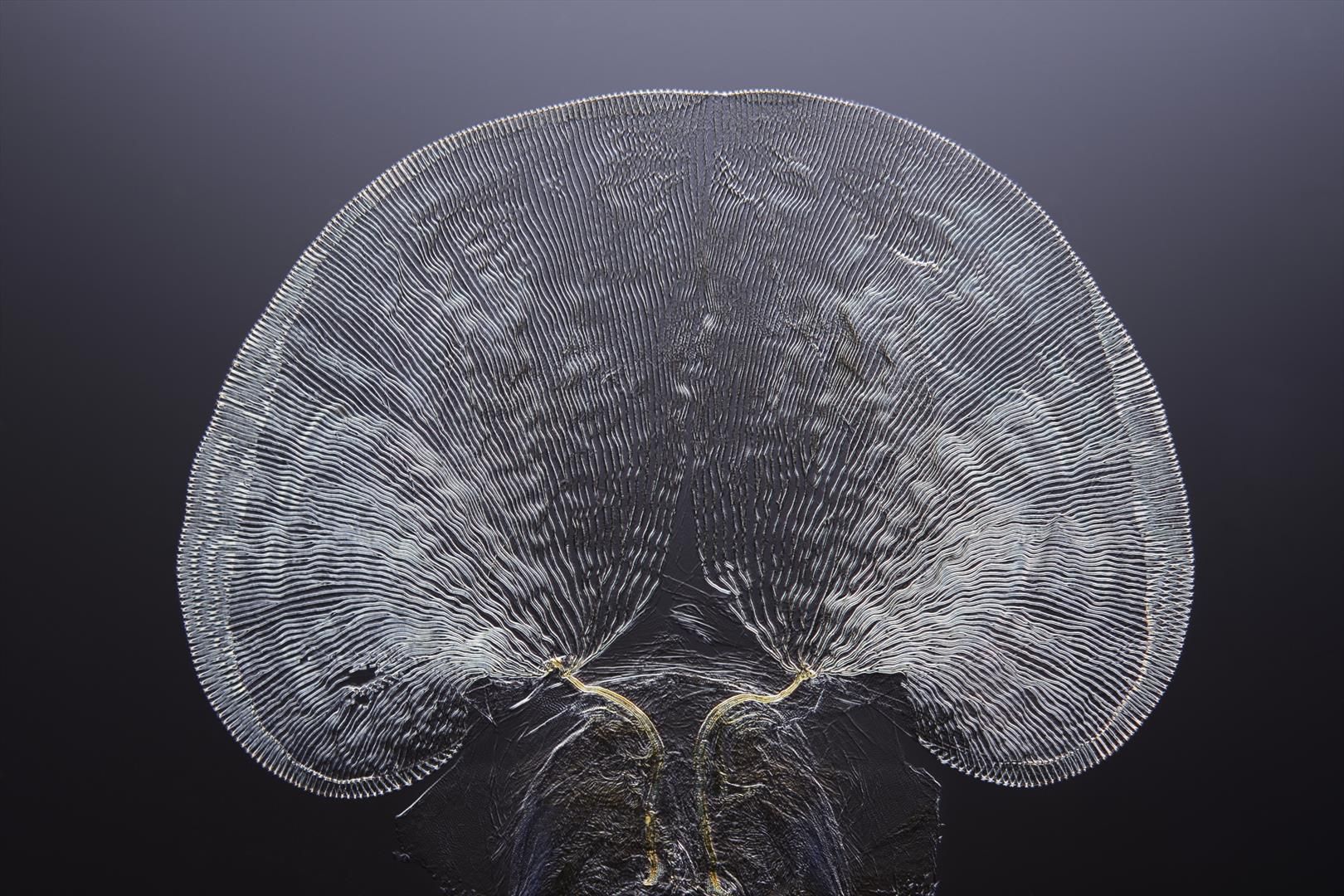 Top 10 Best Professional Wildlife Photographers - NSNBC