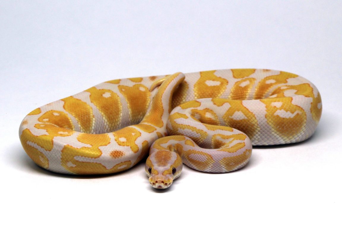 Top 10 Most Expensive Animals In The World - NSNBC