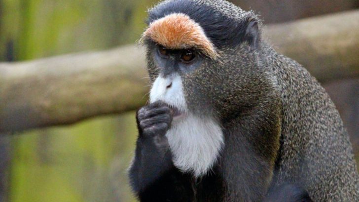 Top 10 Most Expensive Animals In The World - NSNBC