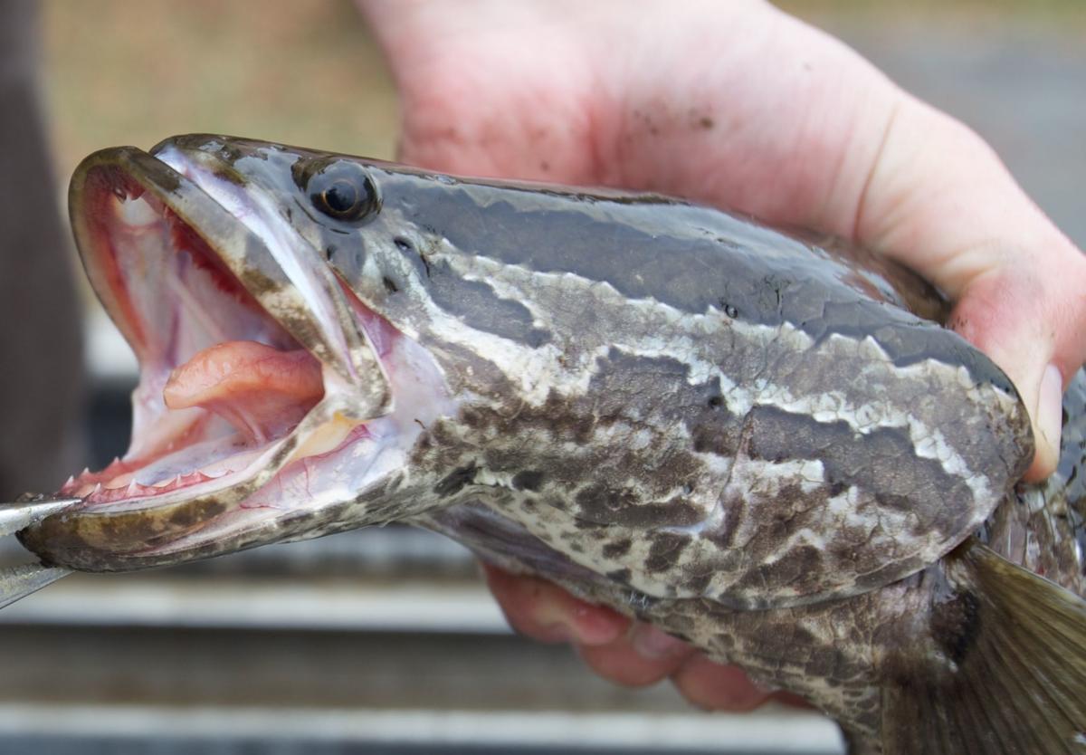 Top 10 Deadliest Fishes In The World - NSNBC