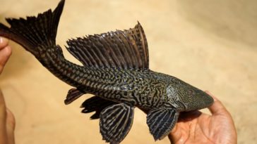 Top 10 Deadliest Fishes In The World - NSNBC