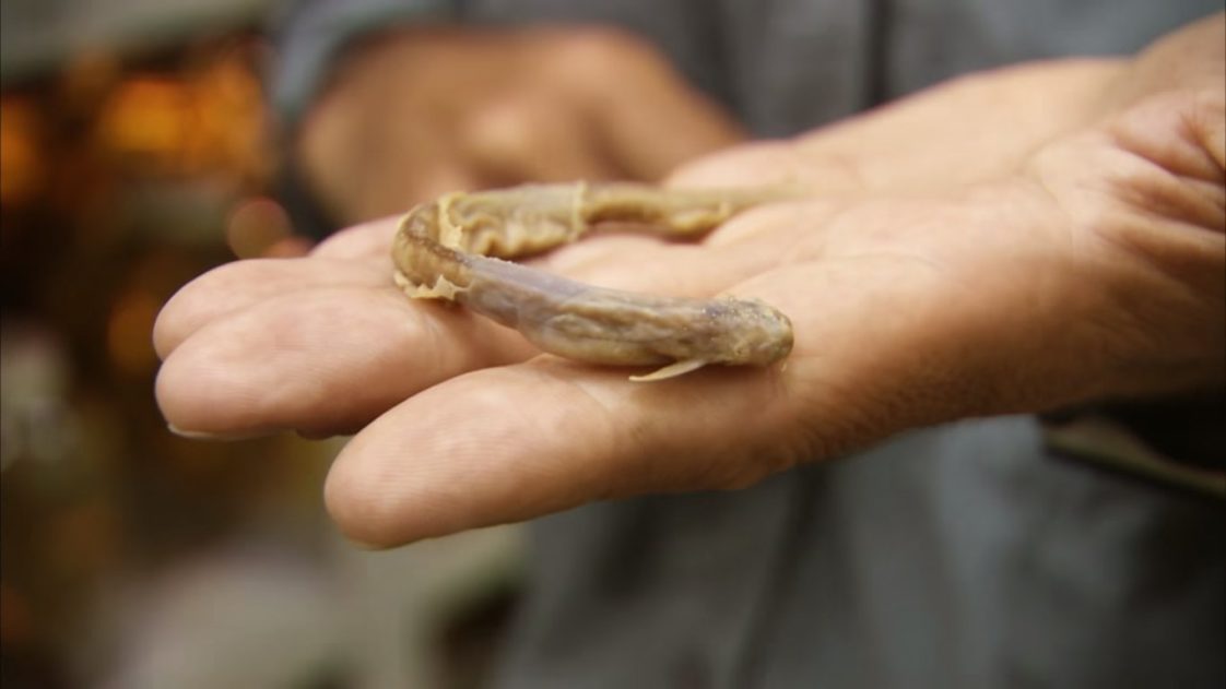 Top 10 Terrifying Creatures Of The Amazon River | NSNBC