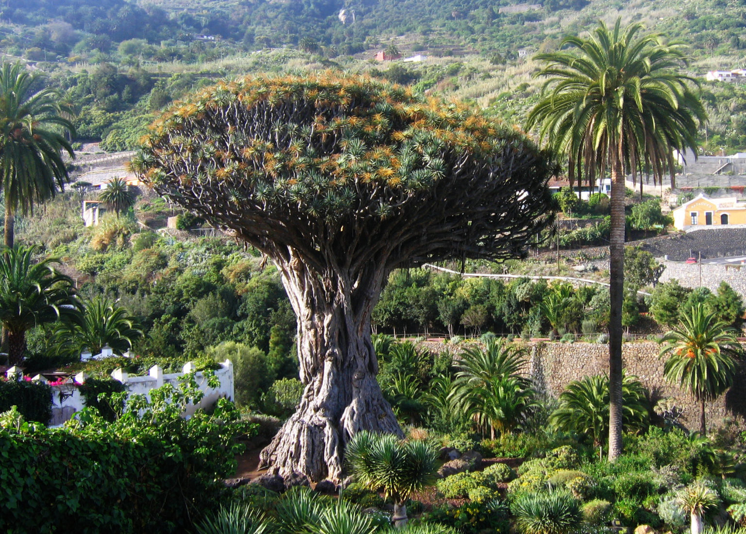 Top 10 World’s Most Exotic And Amazing Trees 2024 - NSNBC
