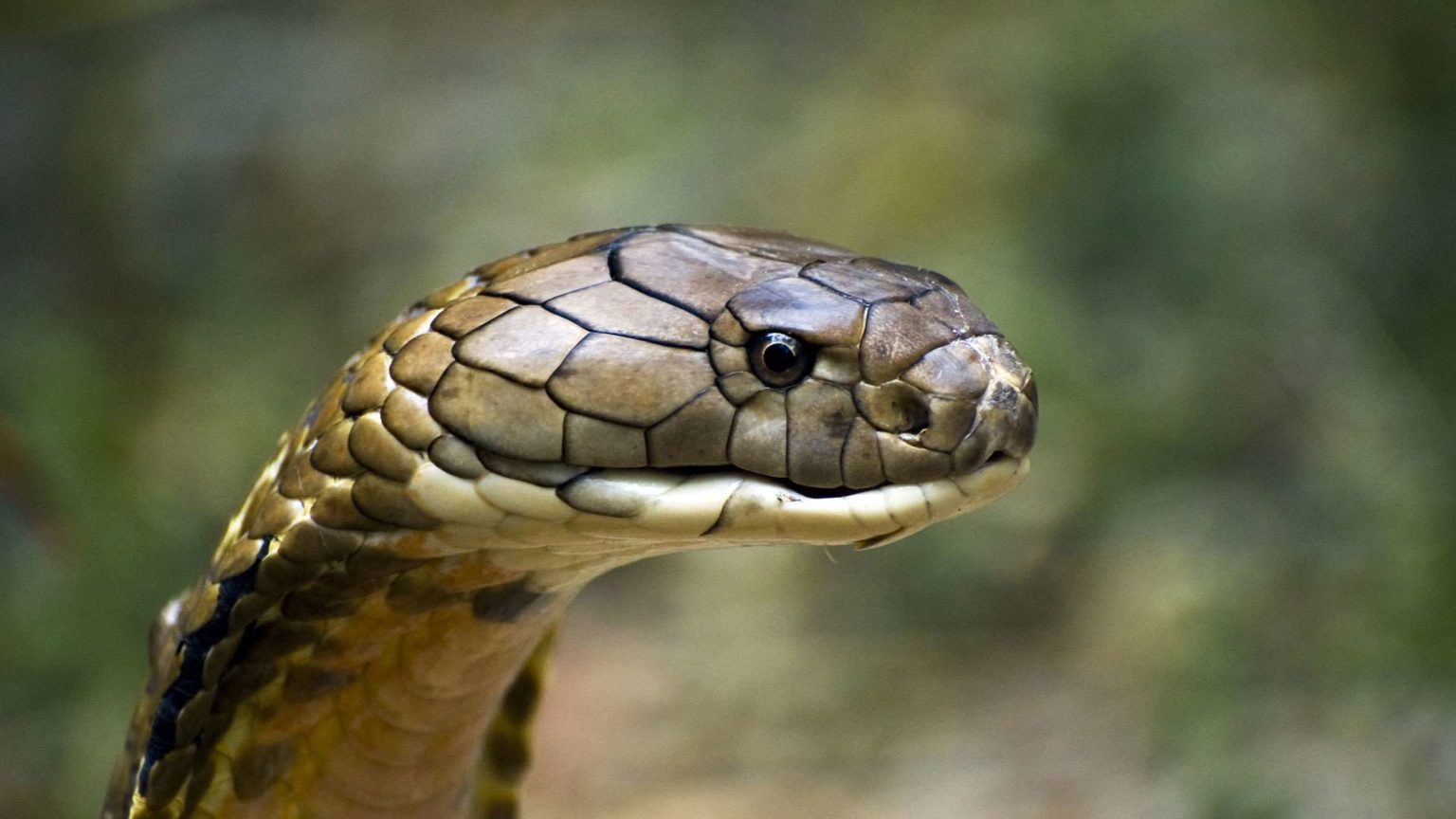Top 10 Terrifying Snakes That Will Probably Kill You - NSNBC