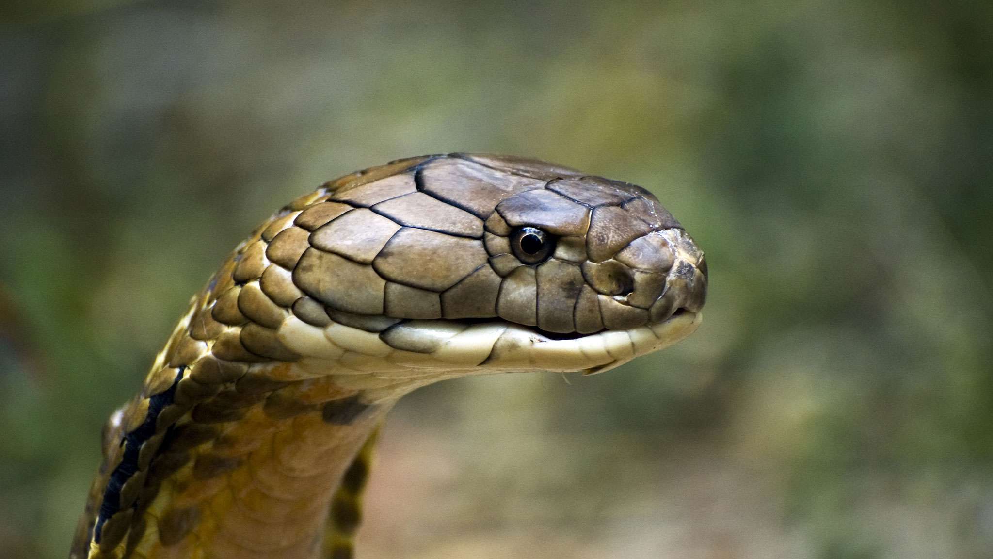 Top 10 Terrifying Snakes That Will Probably Kill You - NSNBC