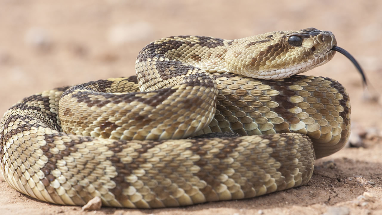 Top 10 Terrifying Snakes That Will Probably Kill You Nsnbc