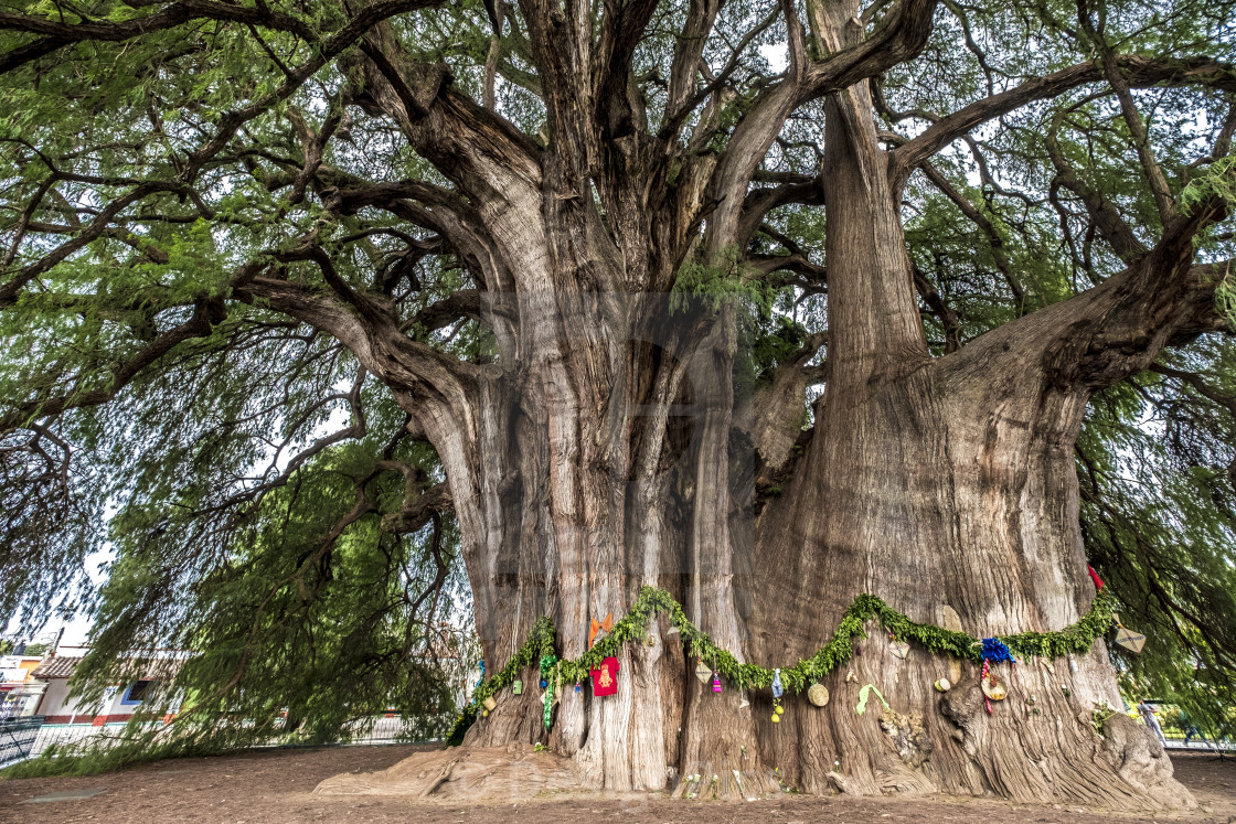 Top 10 World’s Most Exotic And Amazing Trees 2024 - NSNBC