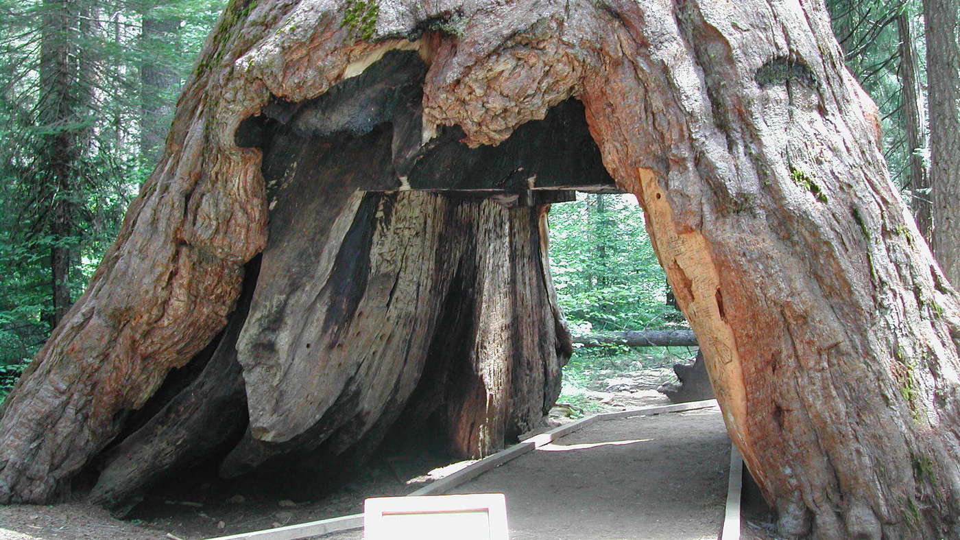 Top 10 World’s Most Exotic And Amazing Trees 2024 - NSNBC