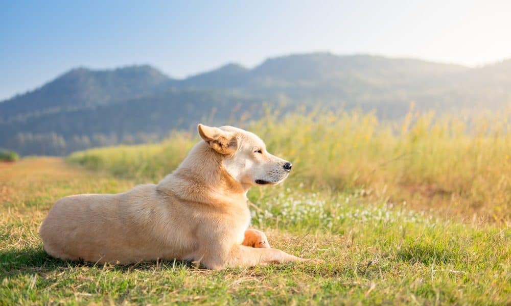 The Welfare of Dogs: The Need for a Suitable Environment - NSNBC